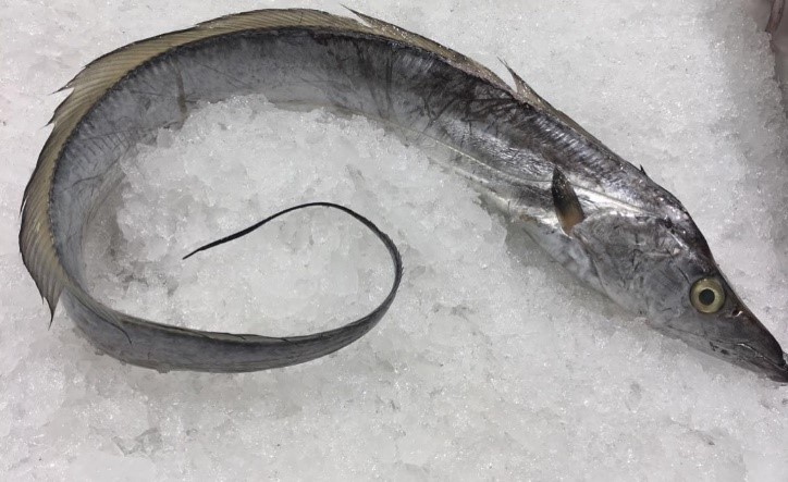 Belt fish سيفراندو – Freshsamak