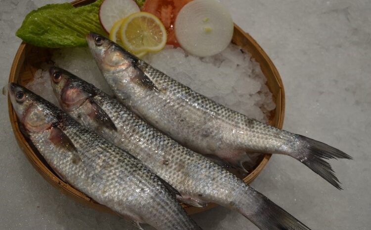 Boori بوري – Freshsamak