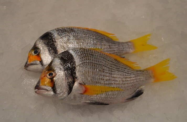 Fasker فاسكر – Freshsamak