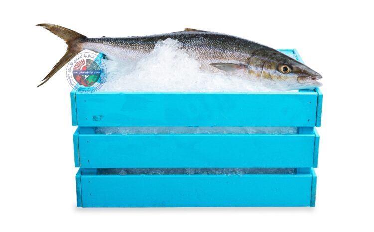 Ghazala غزالة – Freshsamak