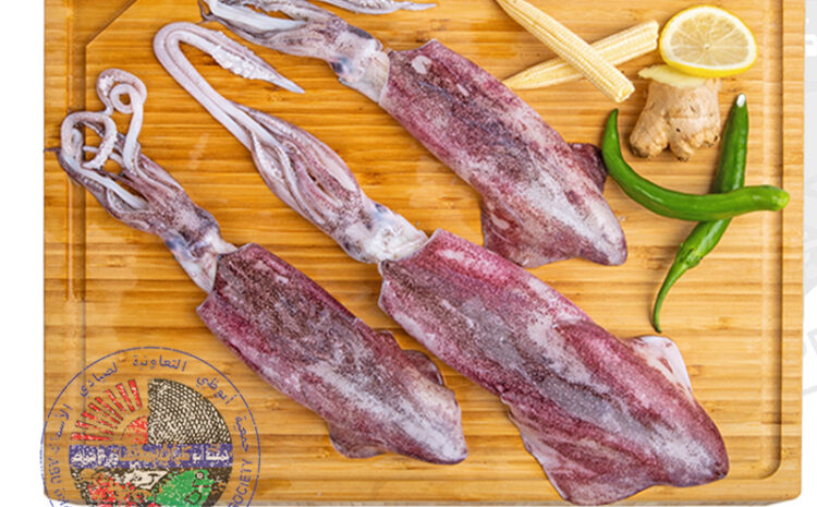 Squid كلماري – Freshsamak