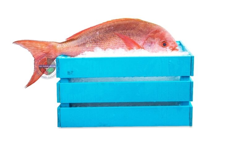 Redsnapper مرجان – Freshsamak