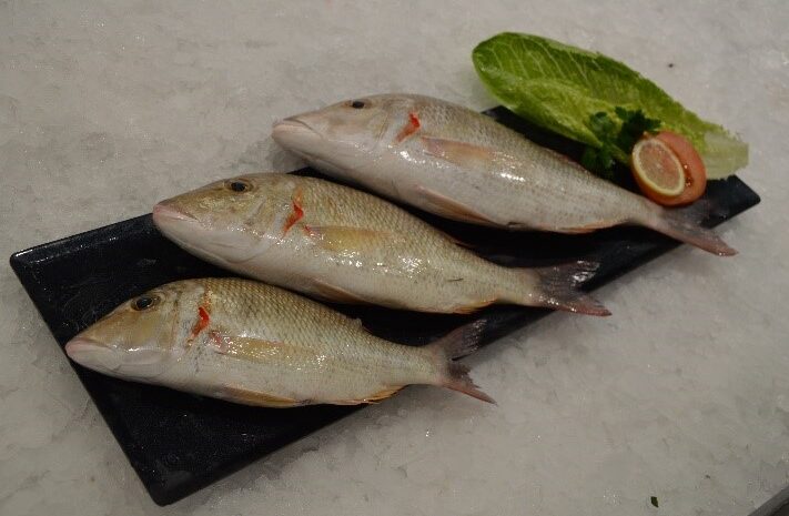 Sheri Shekely شعري الشيخيلي – Freshsamak