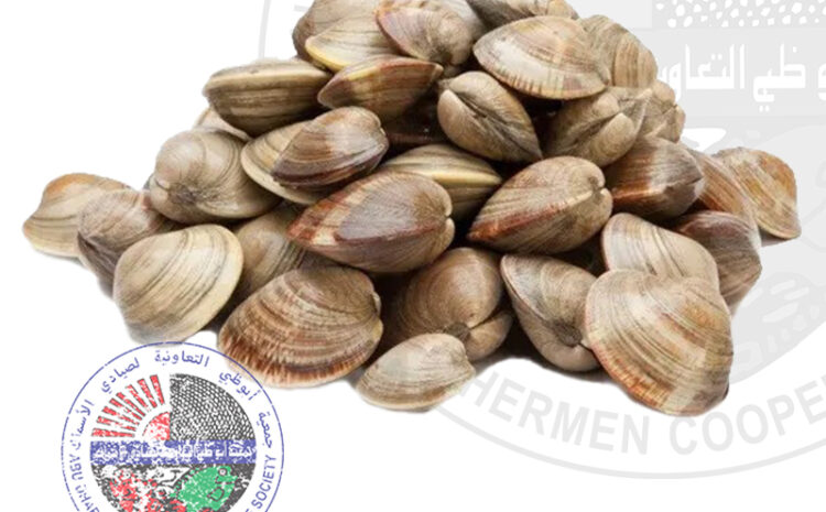 Clams محار – Freshsamak