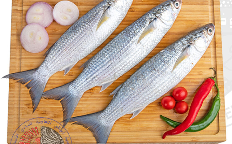 Gray mullet بياح – Freshsamak
