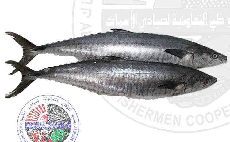 King fish (S)l خباط (Minimum Approx. 1.5 kg) – Freshsamak