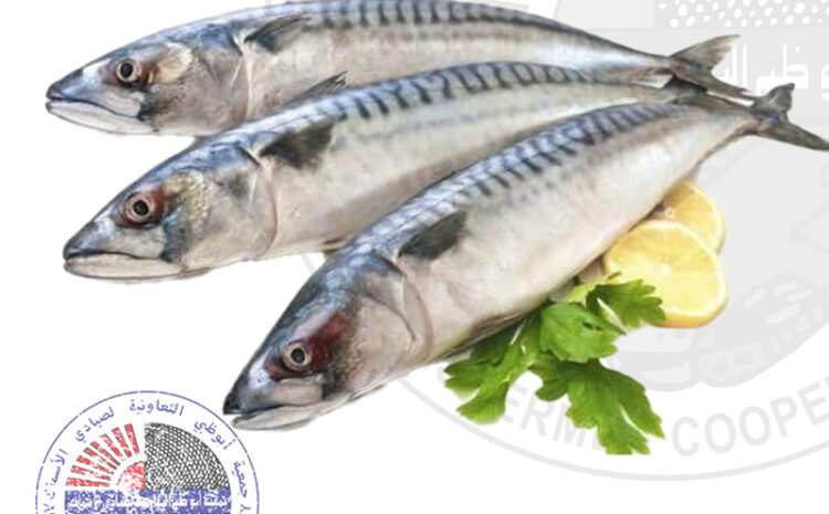 Sardine عومة – Freshsamak