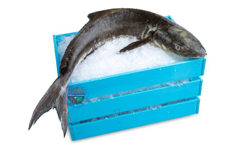 Sekeal سكل – Freshsamak