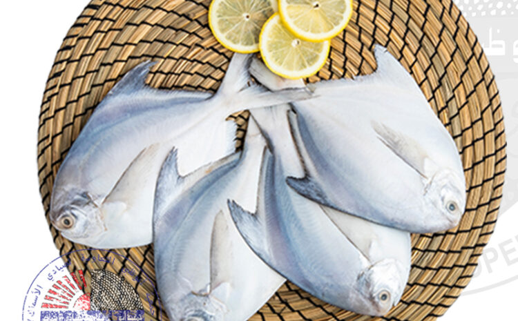 White Pomfret الزبيدي أبيض – Freshsamak