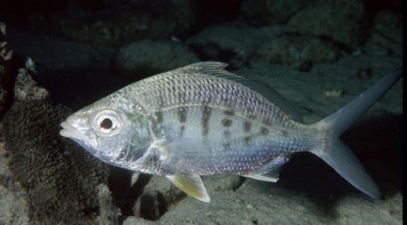 Famous Fish in UAE – FreshSamak