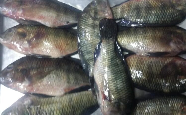 Baleemi بليمي – Freshsamak