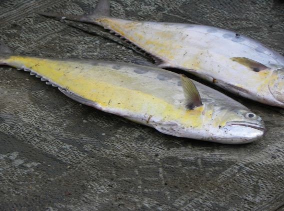 Basar (L) بسار كبير – Freshsamak