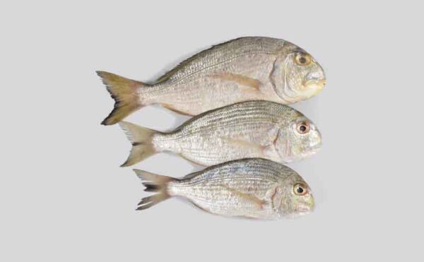 Gabath قابط – FreshSamak