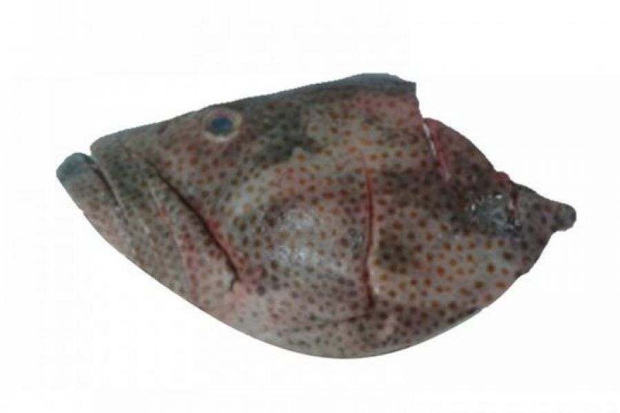 Famous Fish in UAE – FreshSamak