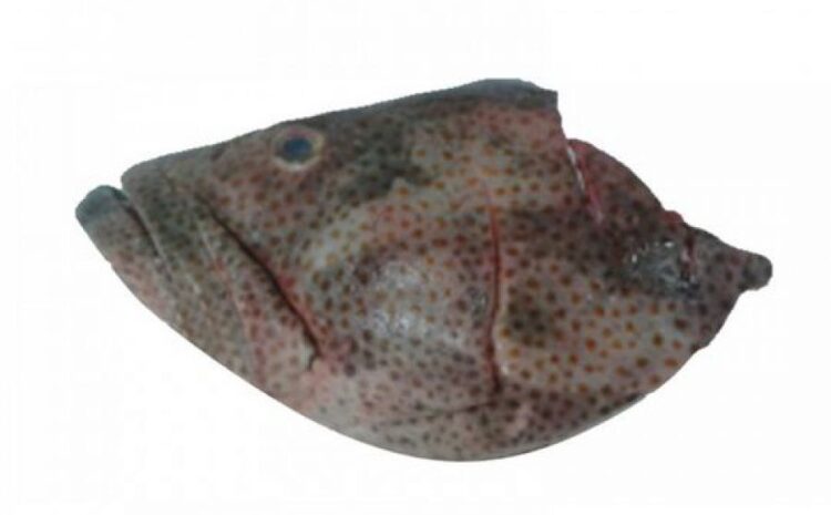 Hamour (Head) هامور رأس – Freshsamak