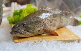 Hamour (S) هامور صغير – Freshsamak