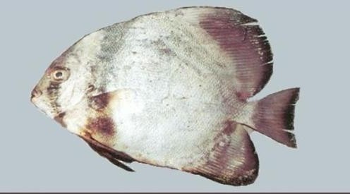 Imaad عماد – Freshsamak