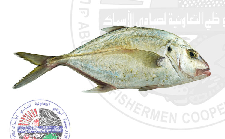 Jesh salah جش صال – Freshsamak