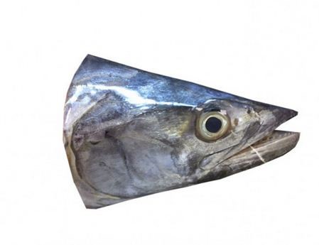 King fish (Head) راس كنعد – Freshsamak