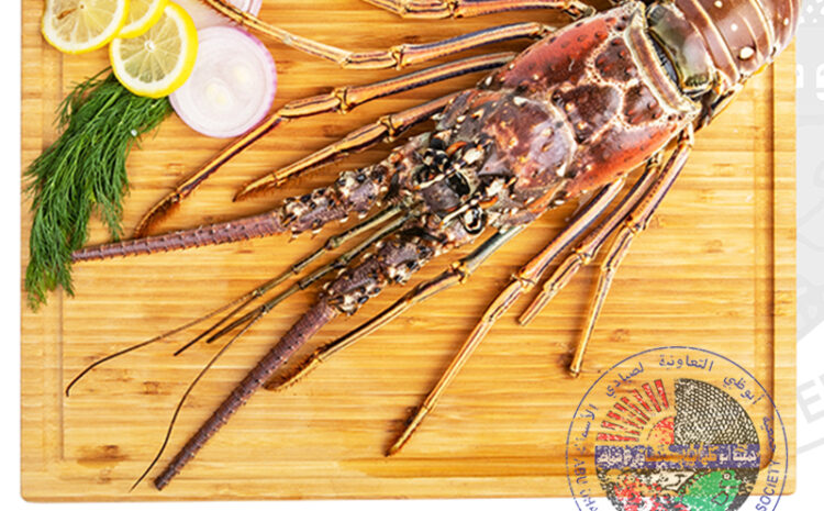 Lobster (S) ام الربيان صغير – Freshsamak