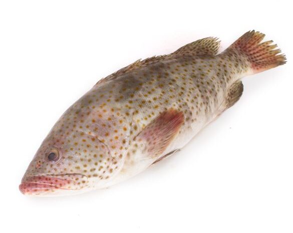 Suman سمان – Freshsamak