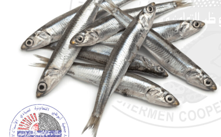 Anchove برية – Freshsamak