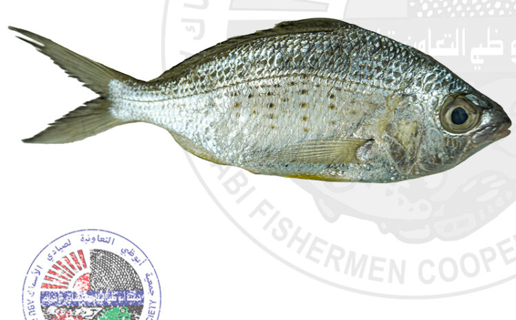 Badah بدح – Freshsamak