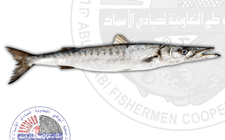 Barracuda (L) جد كبير – Freshsamak