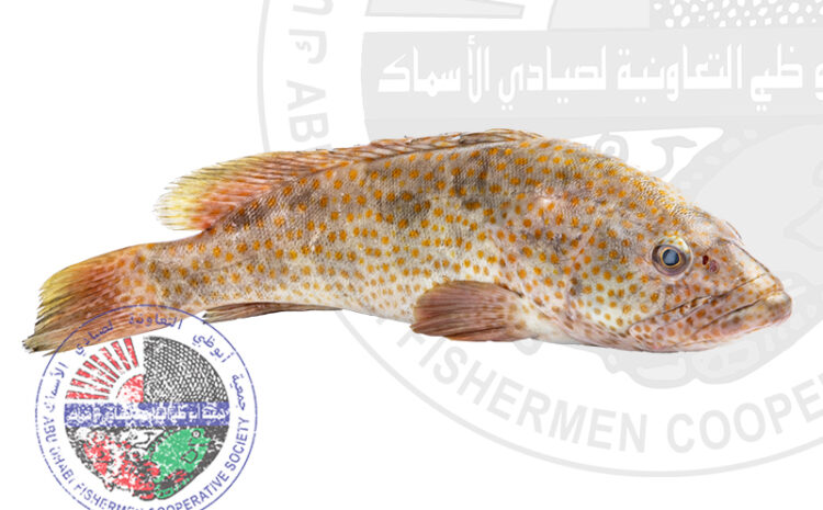 Hamour (L) هاموركبير (Minimum Approx. 4kg) – Freshsamak