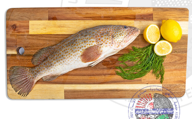 Hamour (M) هامور وسط (Minimum Approx. 1.5 Kg) – Freshsamak