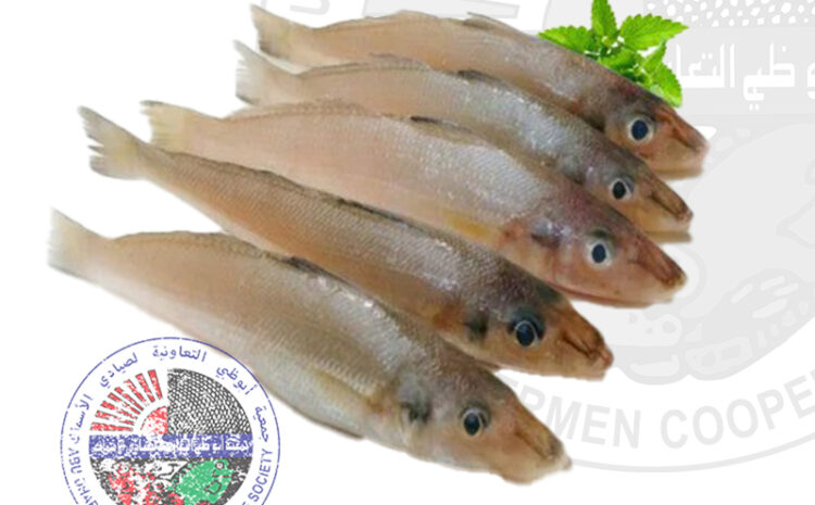 Lady fish حاسوم – Freshsamak