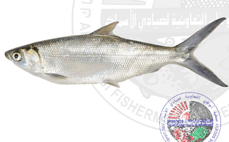 Milk fish عيفة – Freshsamak