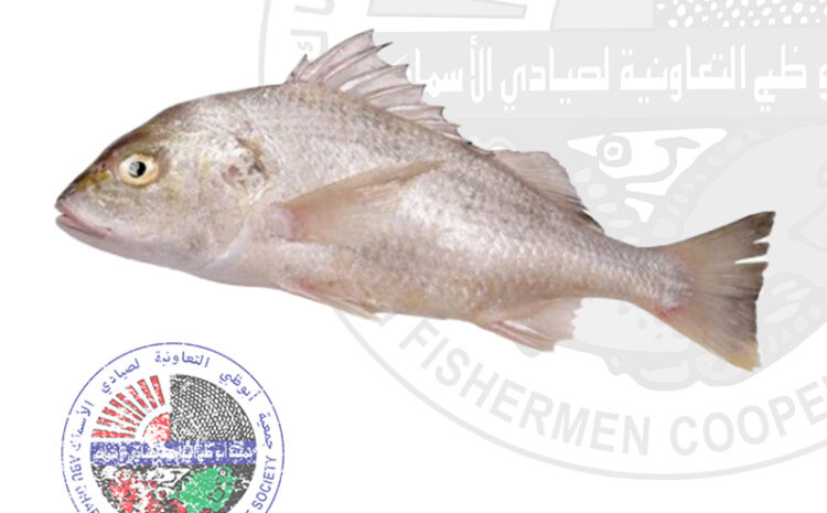 Nagroor نقرور – Freshsamak