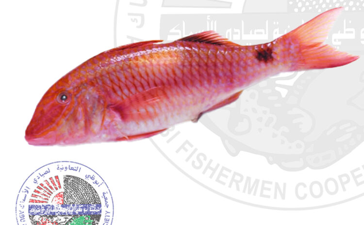 Red mullet صفصوف – Freshsamak