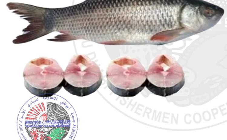 Rohuروهو – Freshsamak