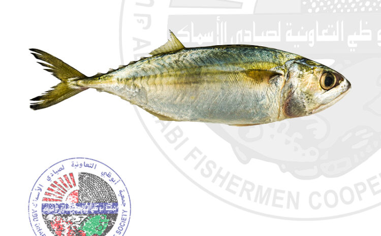 Seema سيما – Freshsamak