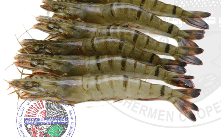 Shrimps 10/20 (L)روبيان – Freshsamak