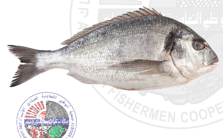 Silver Seabream سبيطي – Freshsamak