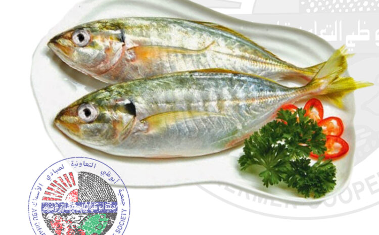 Yellow Tail Scad دردمان – Freshsamak