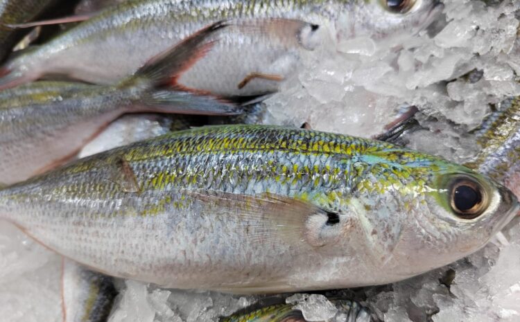 Nylon Fish نايلون – Freshsamak