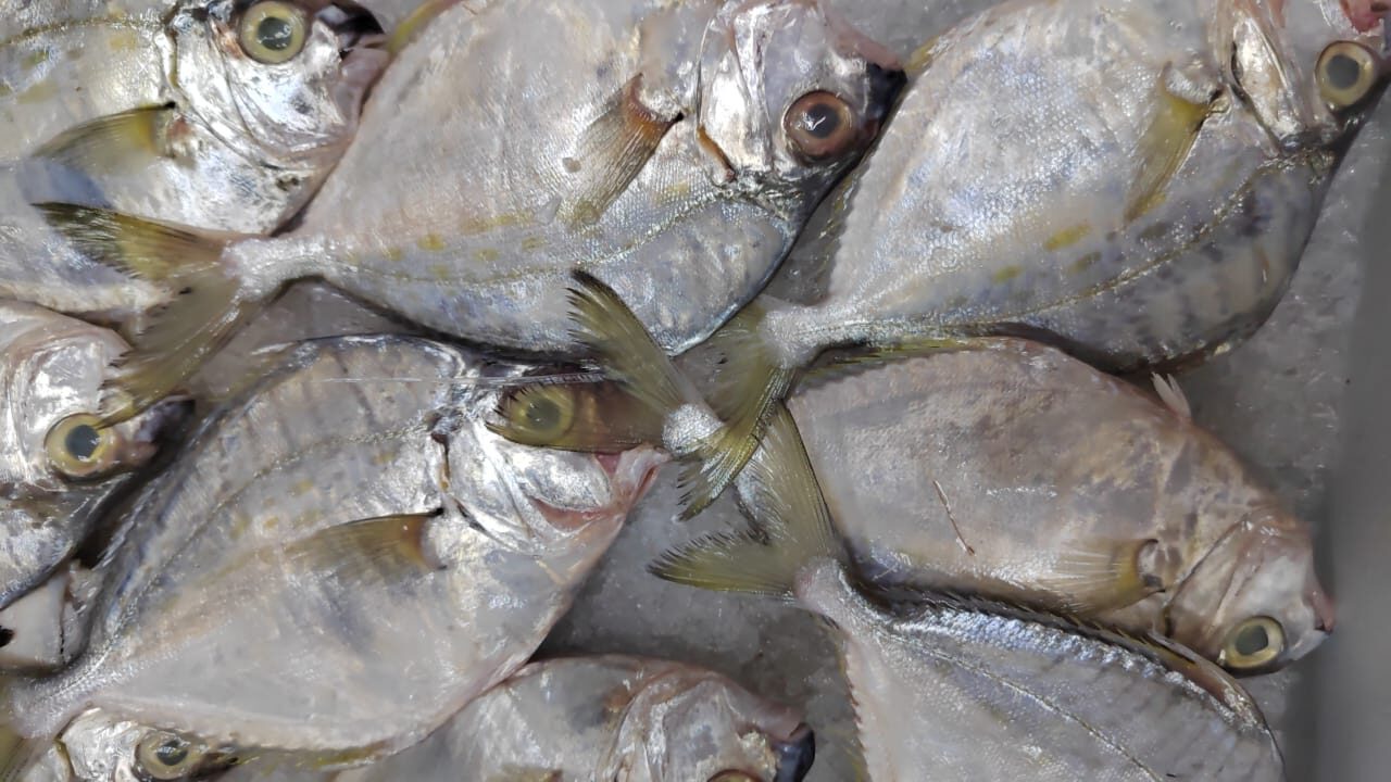 Mullan Fishمولان – FreshSamak