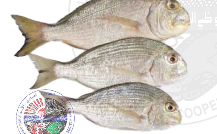 Gabath قابط – Freshsamak